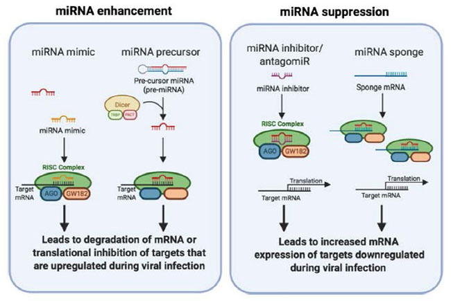 Imitadores o inhibidores de microARN como enfoques terapéuticos ...