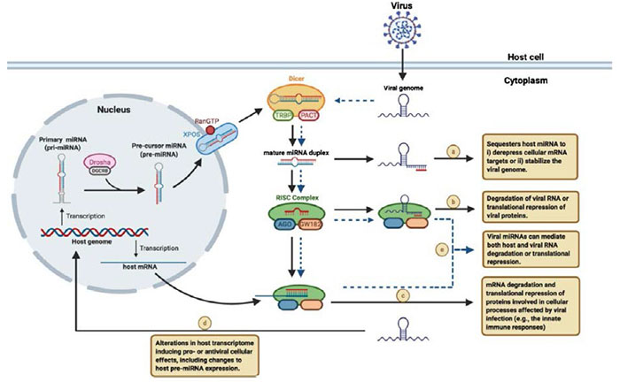 Imitadores o inhibidores de microARN como enfoques terapéuticos ...