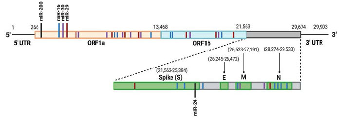 Imitadores o inhibidores de microARN como enfoques terapéuticos ...